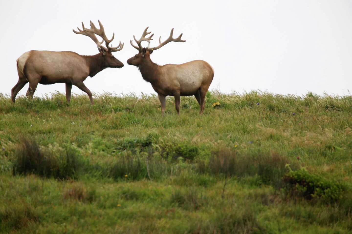 Elk will soon roam free in California national park after big change