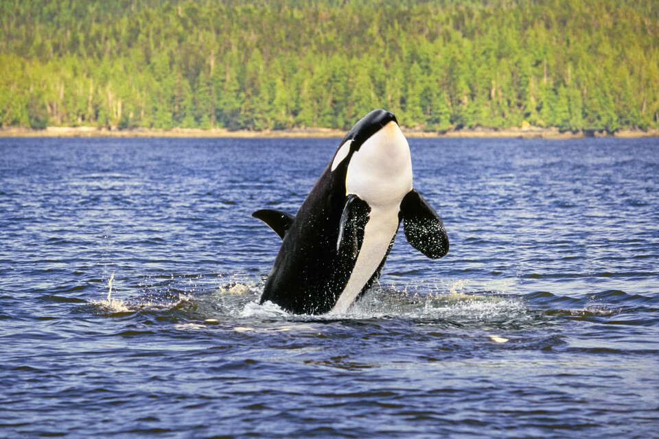 Orca in Washington spotted reviving salmon hat trend from 1980s