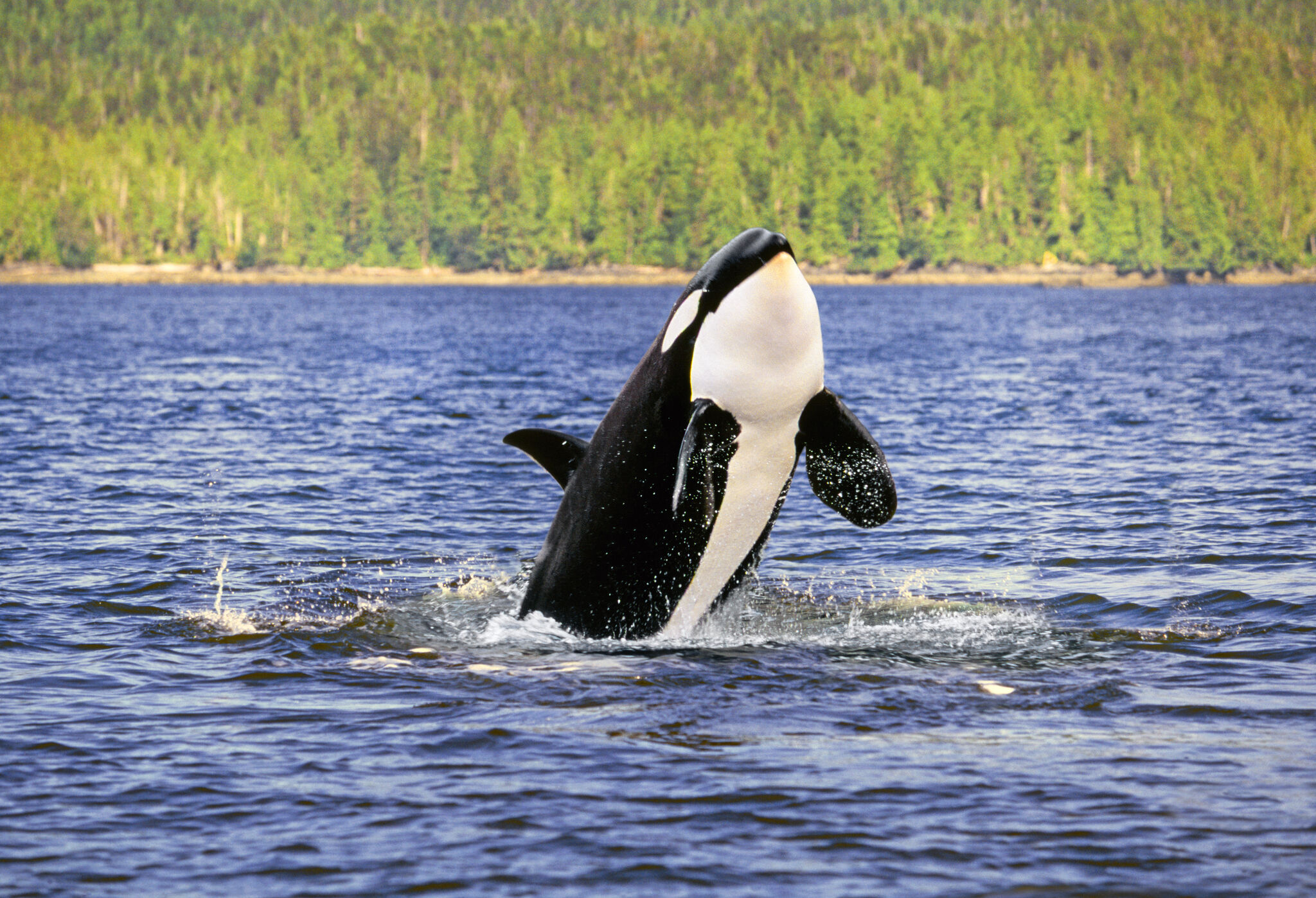 Orca in Washington spotted reviving salmon hat trend from 1980s