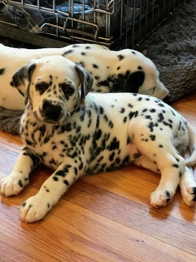 Saranac Lake Fire Department welcomes Dalmatian pup Smokey 7