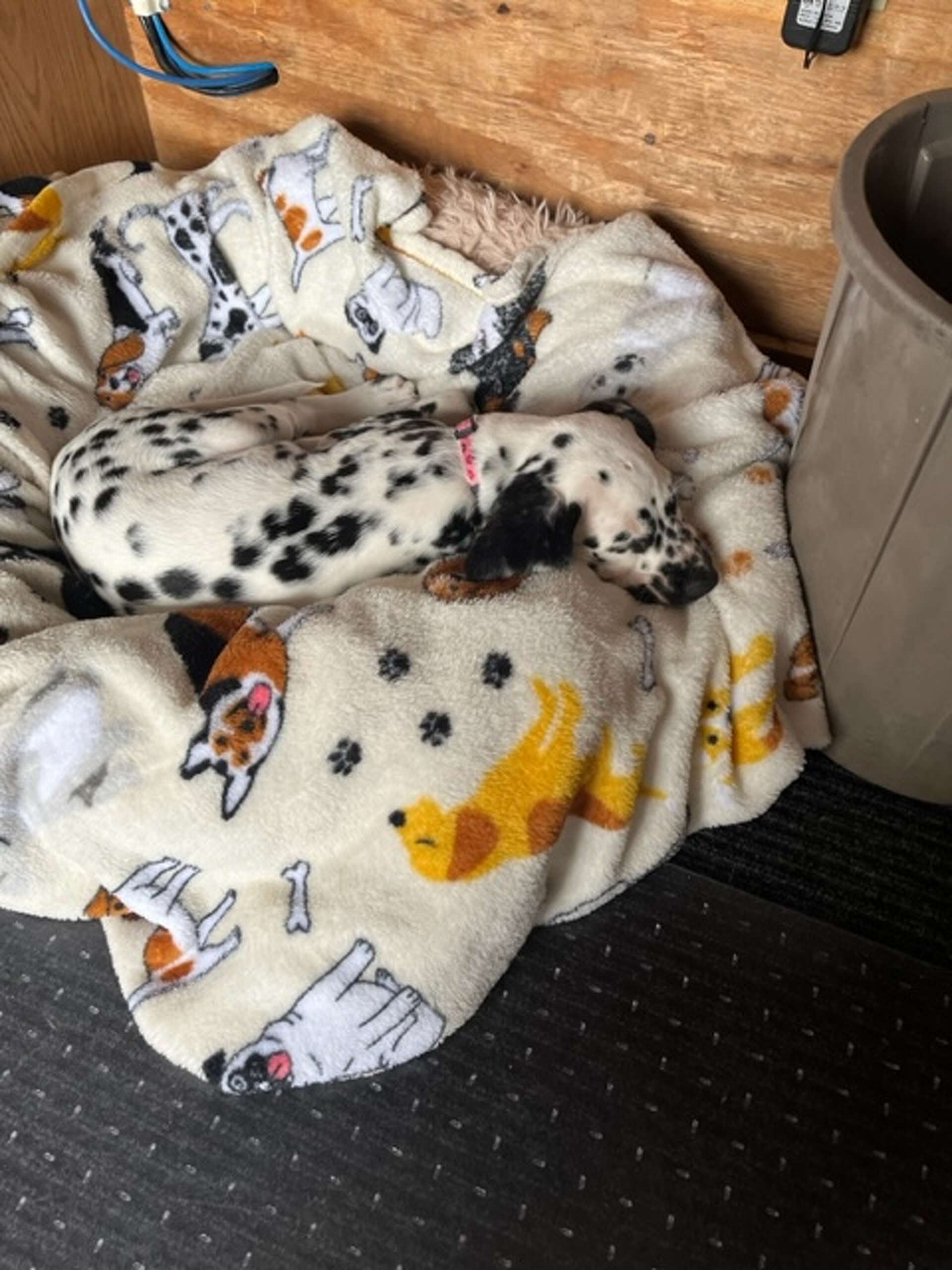 Saranac Lake Fire Department welcomes Dalmatian pup Smokey 7