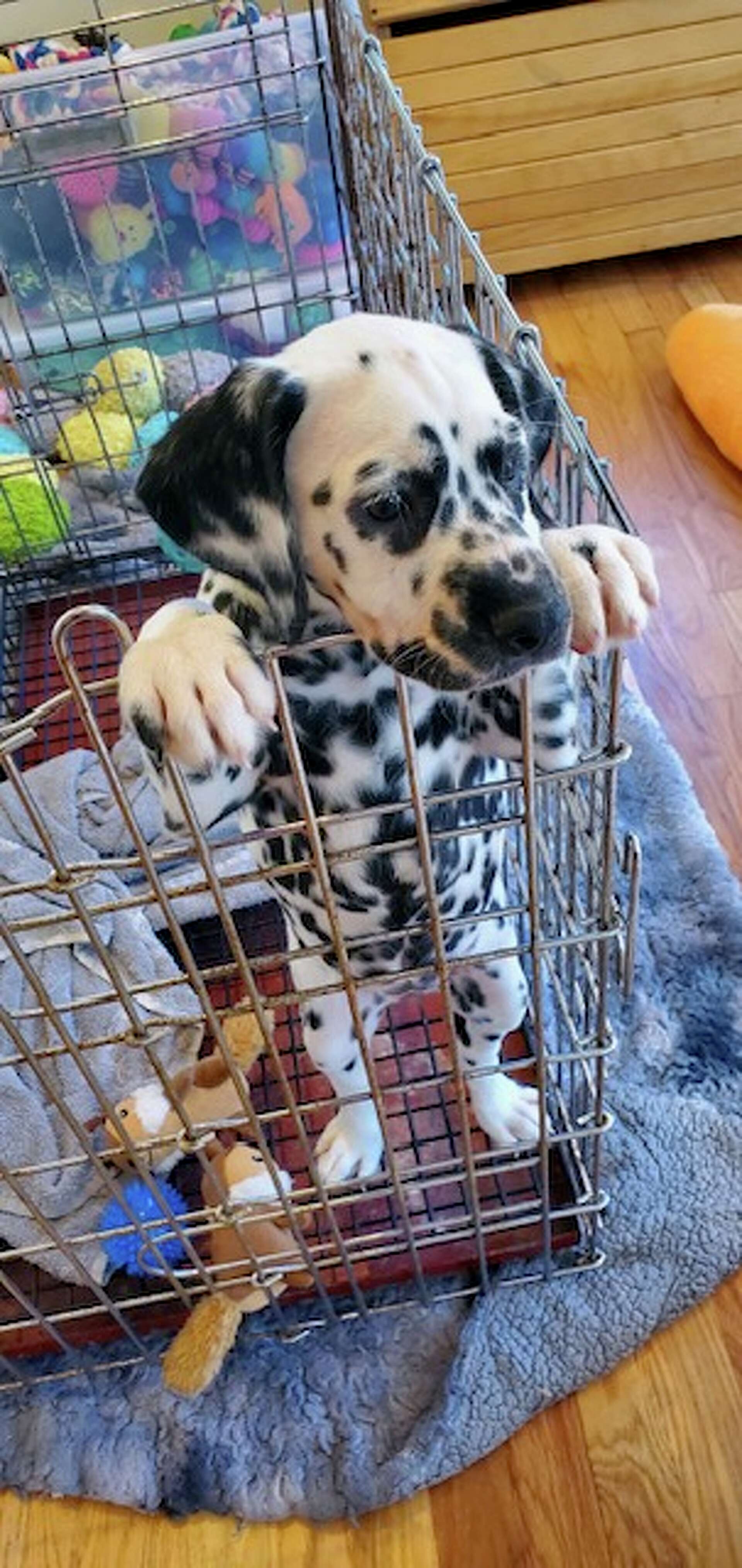 Saranac Lake Fire Department welcomes Dalmatian pup Smokey 7