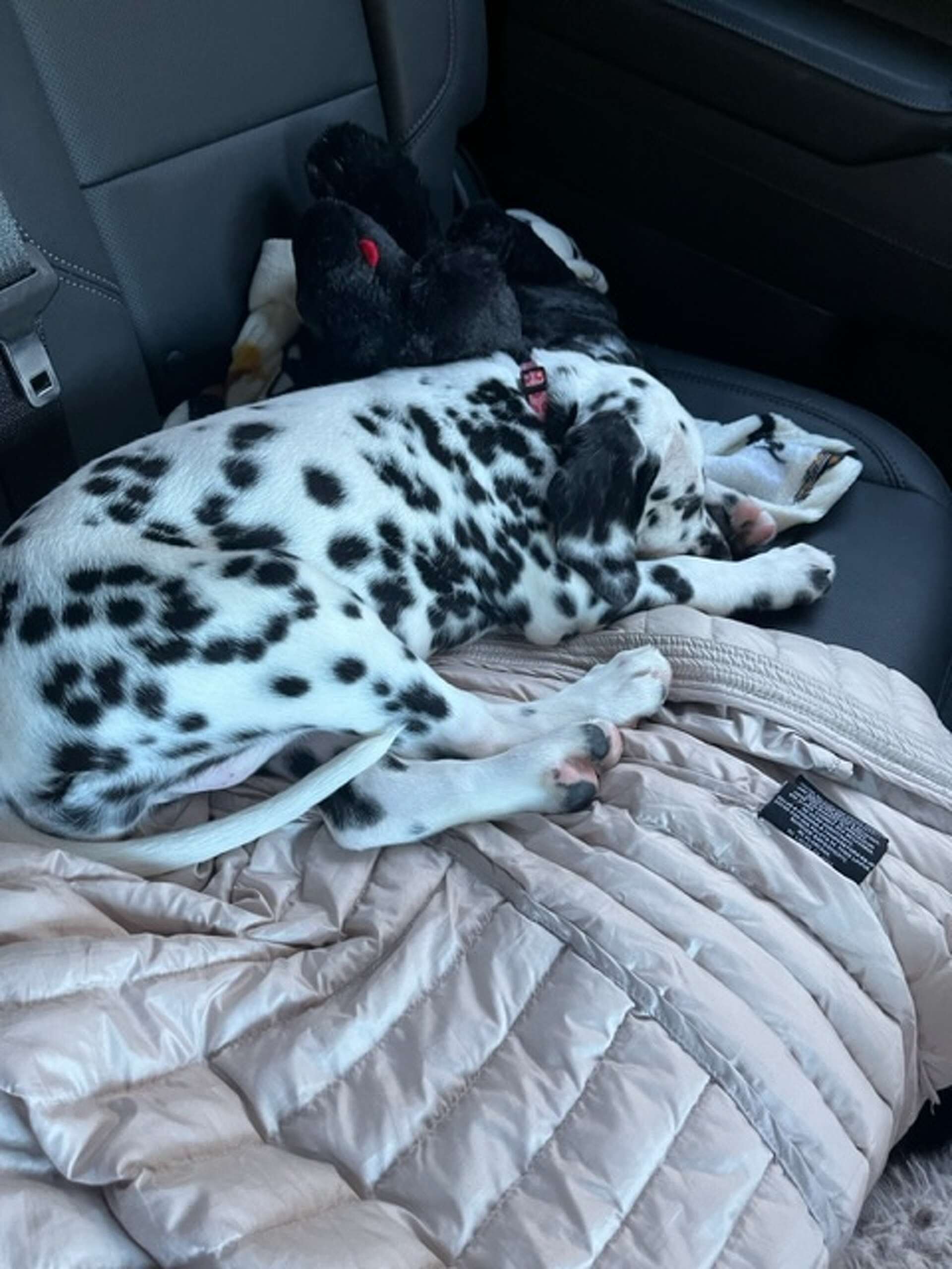 Saranac Lake Fire Department welcomes Dalmatian pup Smokey 7