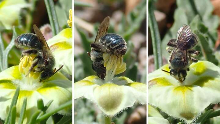 New 'sparkly blue' bee species discovered in Texas
