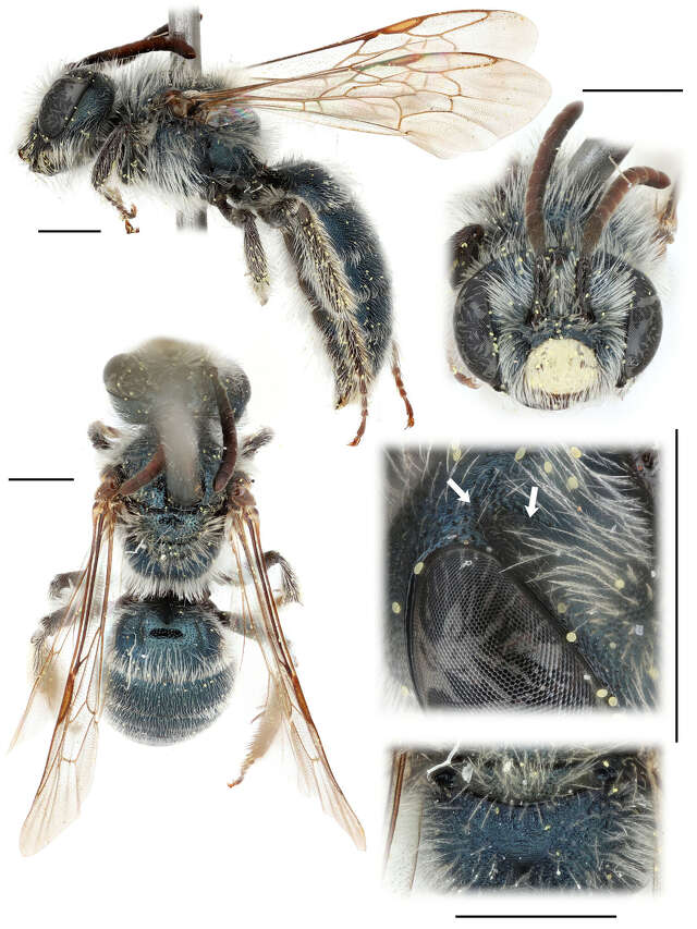 New 'sparkly blue' bee species discovered in Texas