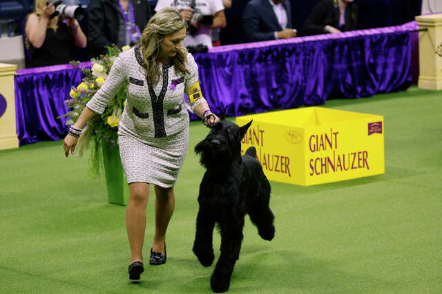 Monty the giant schnauzer wins at the 2024 AKC National Championship