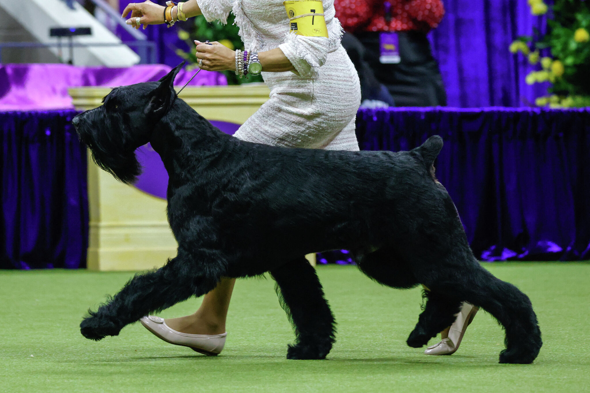 A day in the life of Connecticut's award-winning Giant Schnauzer