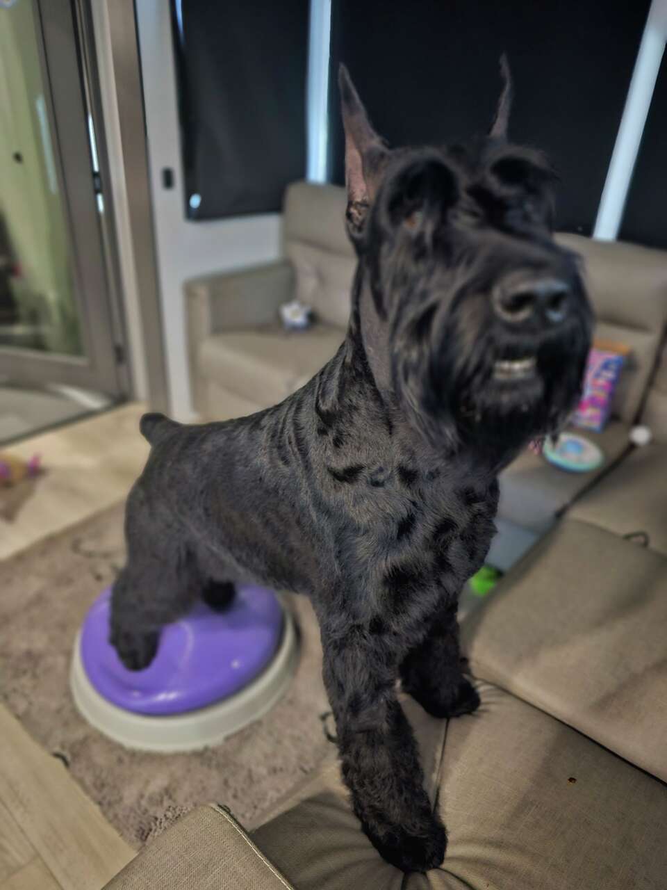 A day in the life of Connecticut's award-winning Giant Schnauzer