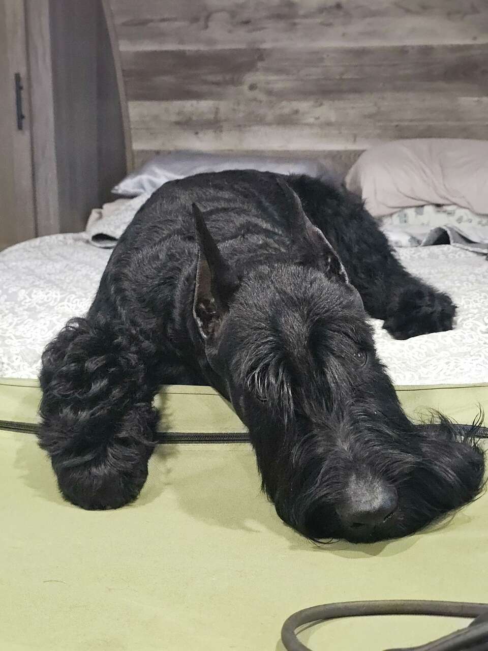 A day in the life of Connecticut's award-winning Giant Schnauzer