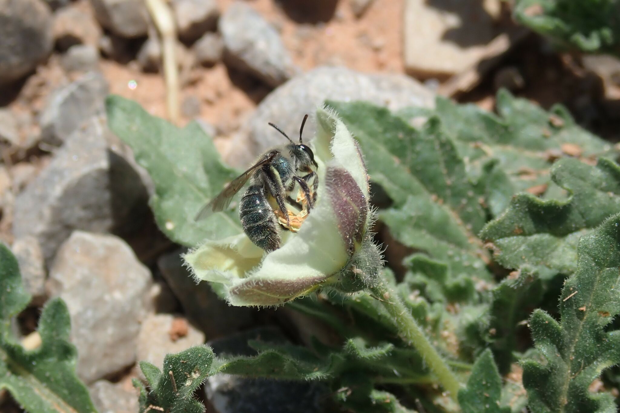 New 'sparkly blue' bee species discovered in Texas