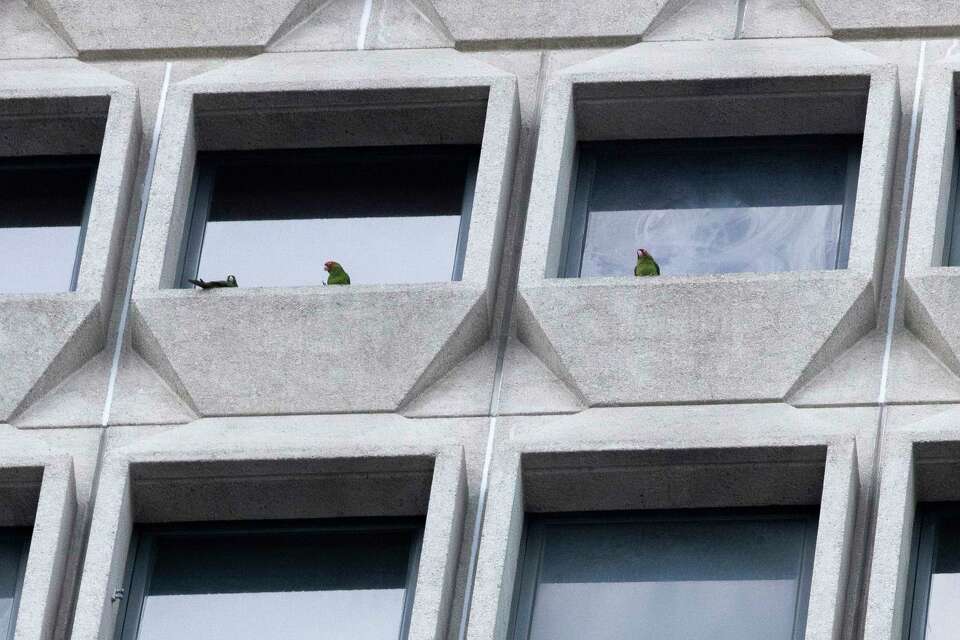 Wild parrots of San Francisco choose Transamerica Pyramid as new home