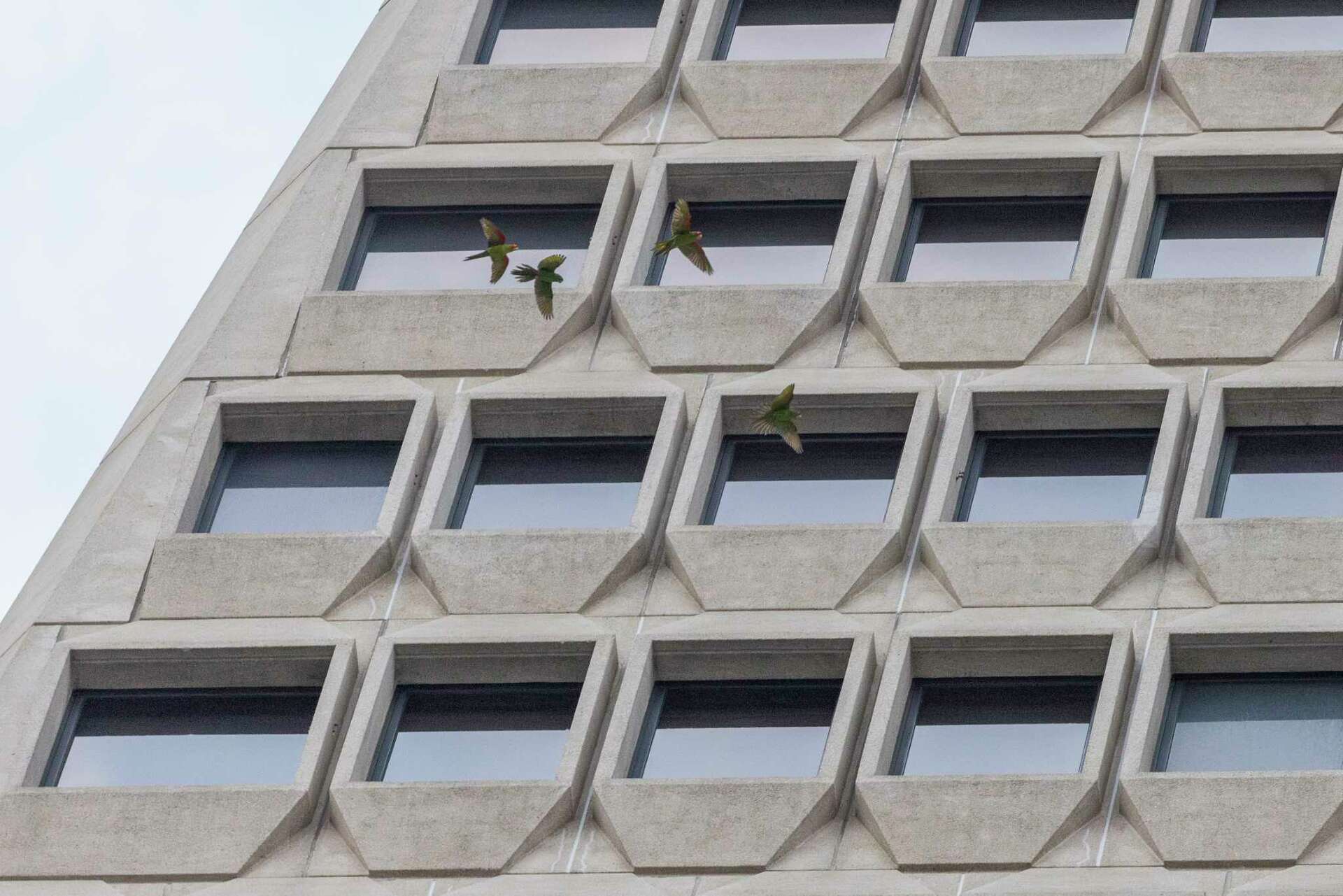 Wild parrots of San Francisco choose Transamerica Pyramid as new home