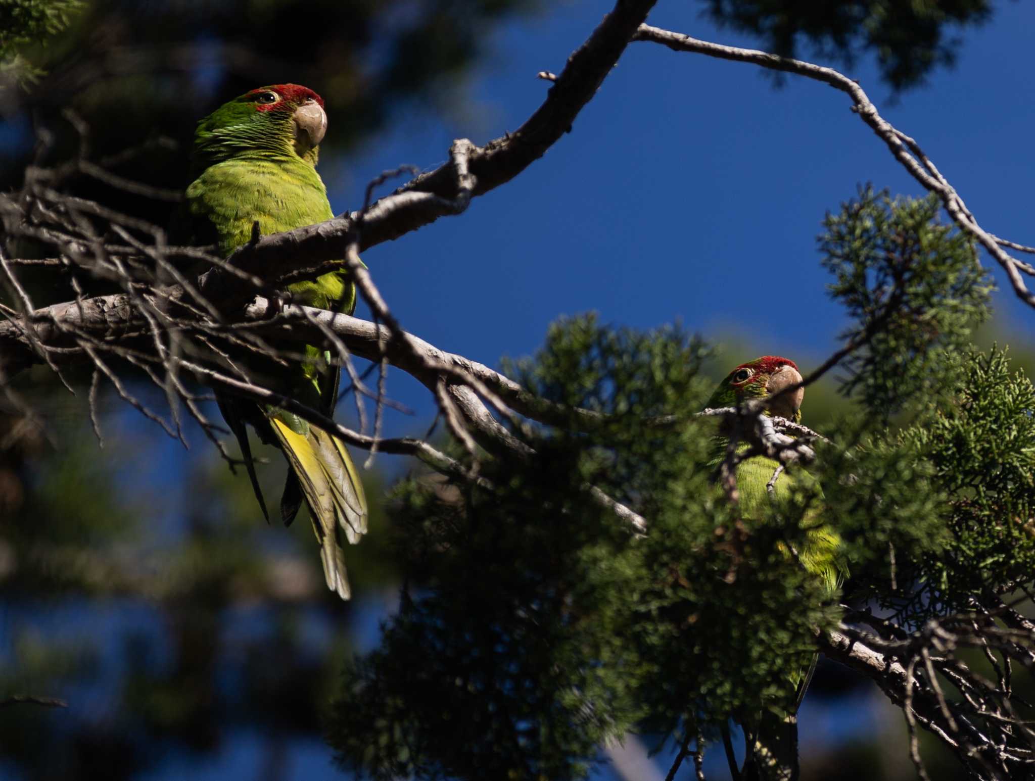 Wild parrots of San Francisco choose Transamerica Pyramid as new home