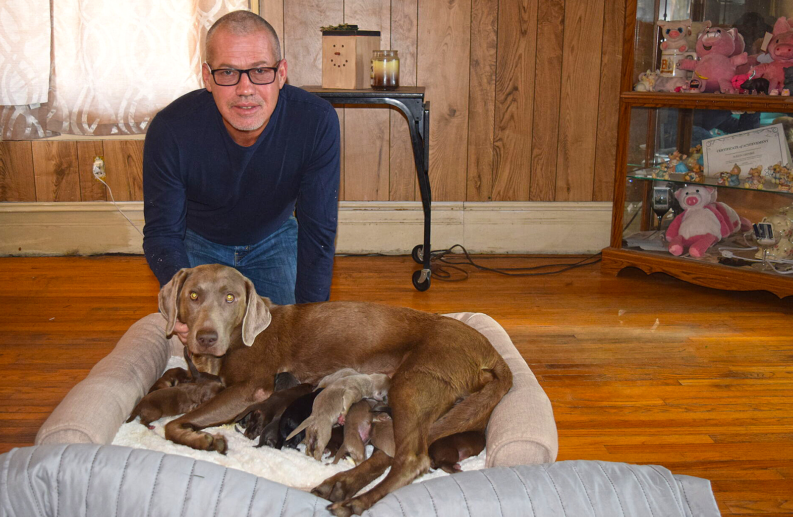 Illinois Labrador may set record with puppy litter
