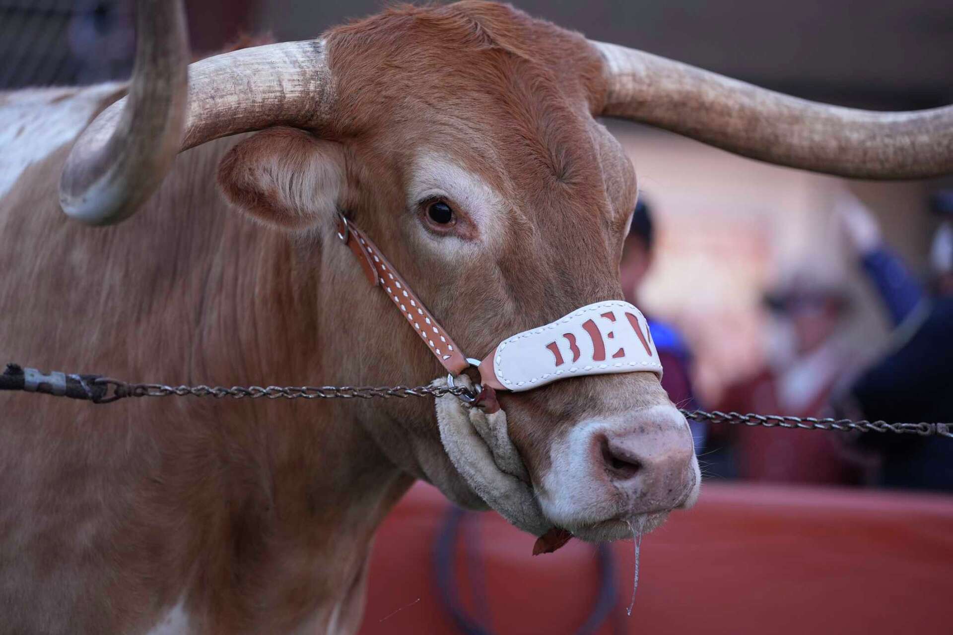 UT Longhorns: Bevo once again will be absent from sidelines in Atlanta