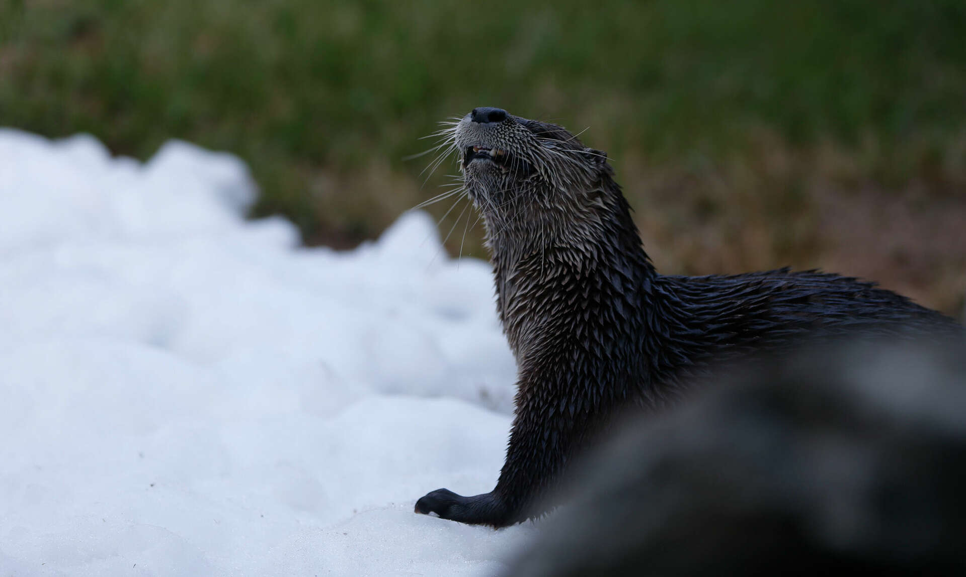 Michigan’s aquatic mammals thrive in winter