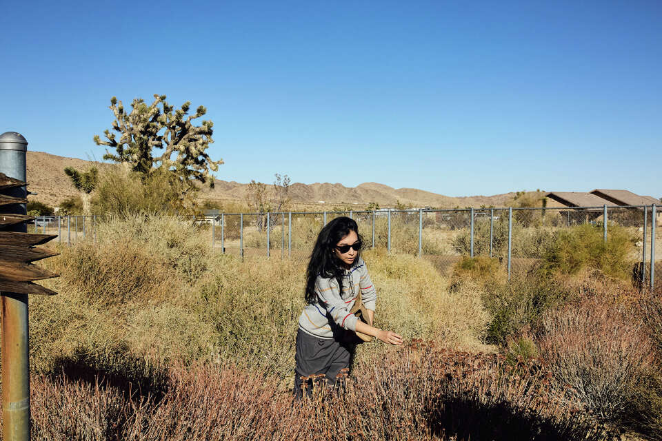 The race to save seeds of California's disappearing Joshua tree