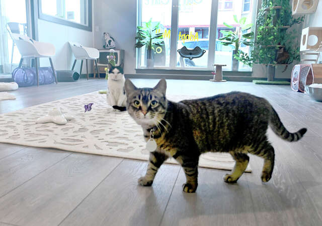Perk and Paws Cat Cafe in Torrington is Connecticut's newest cat café
