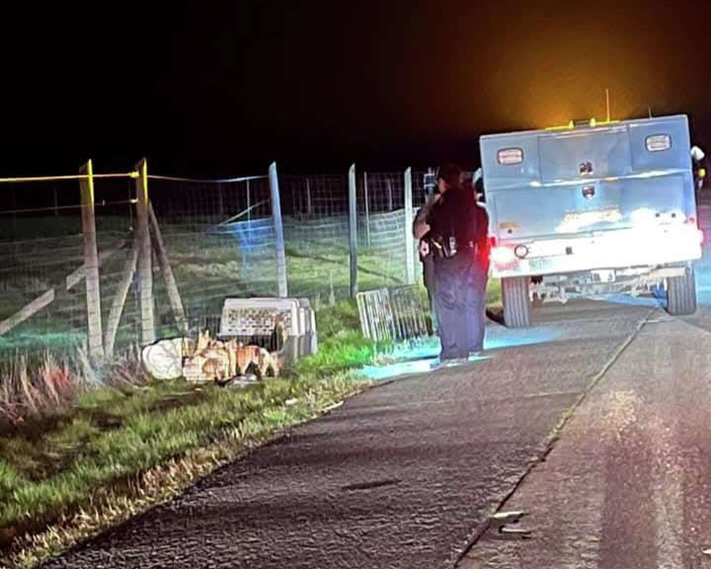 27 Chihuahuas abandoned on a Napa Valley road strain shelters