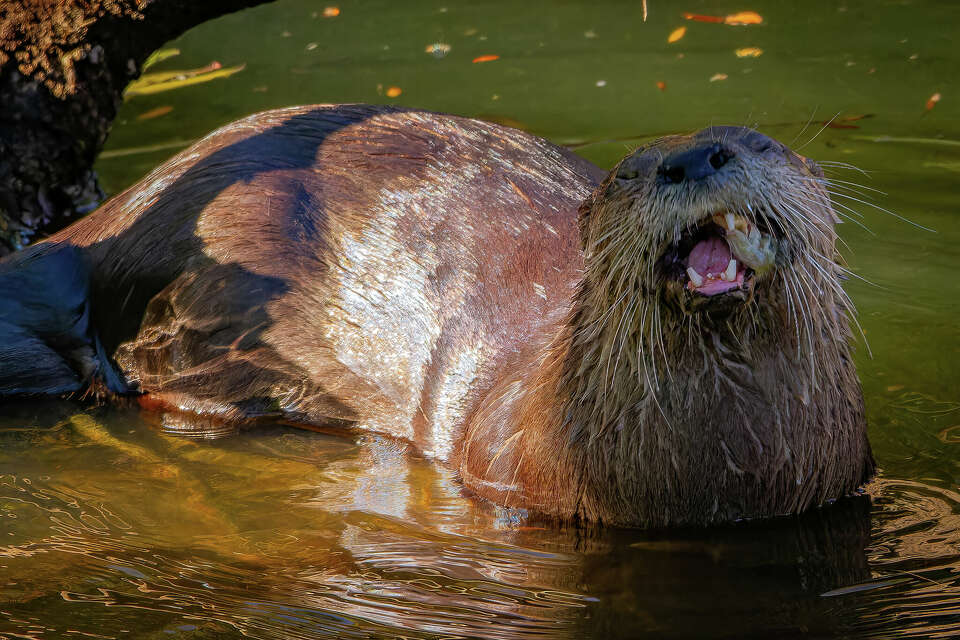 River otters come out to play in rare Texas sighting