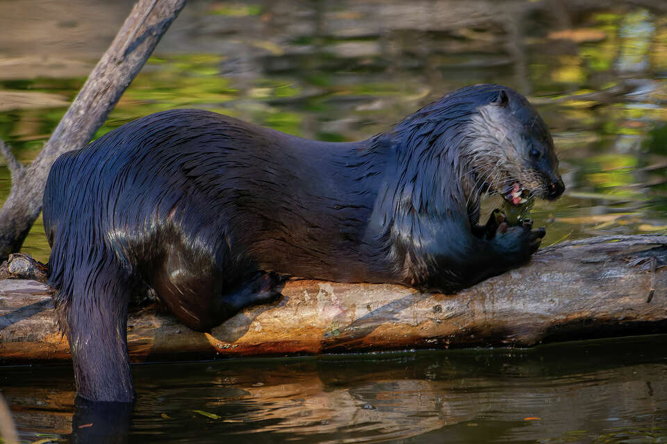 River otters come out to play in rare Texas sighting