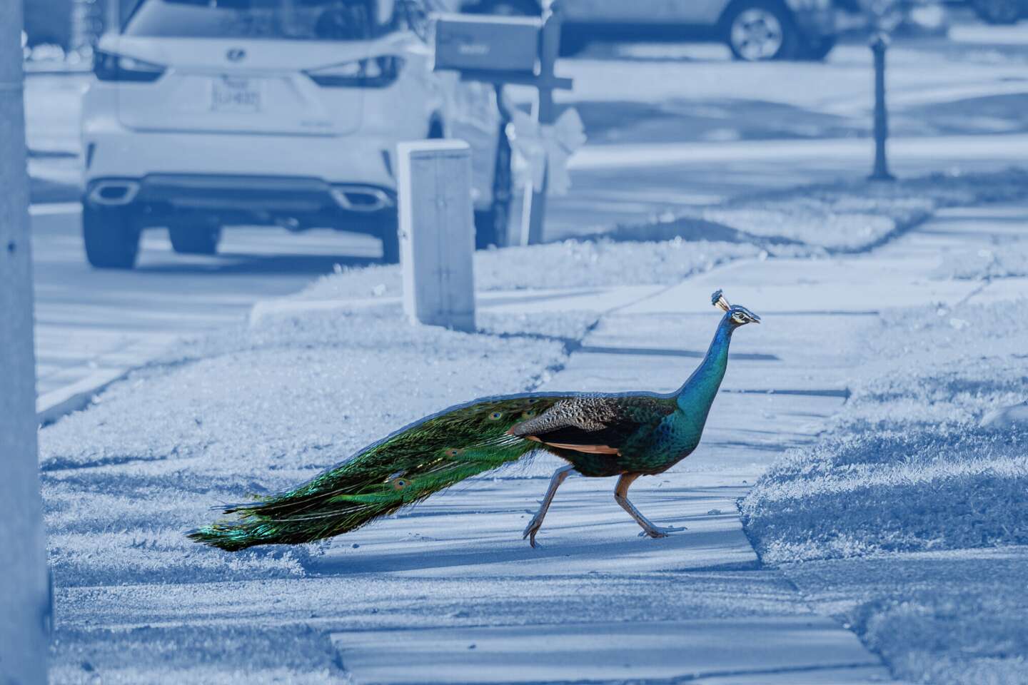 Why are there peacocks in Houston? Here's a look at the origin story