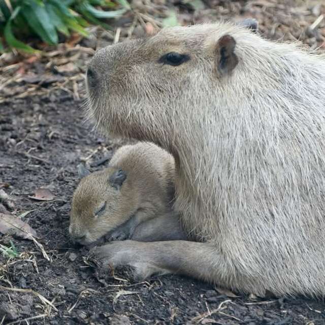 Baby capybara born at San Antonio Zoo for first time in decades