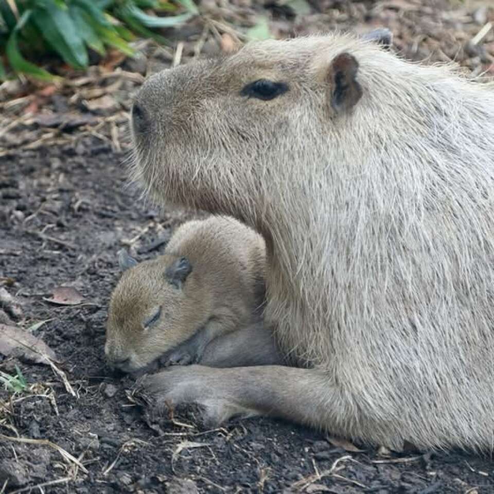 Baby capybara born at San Antonio Zoo for first time in decades