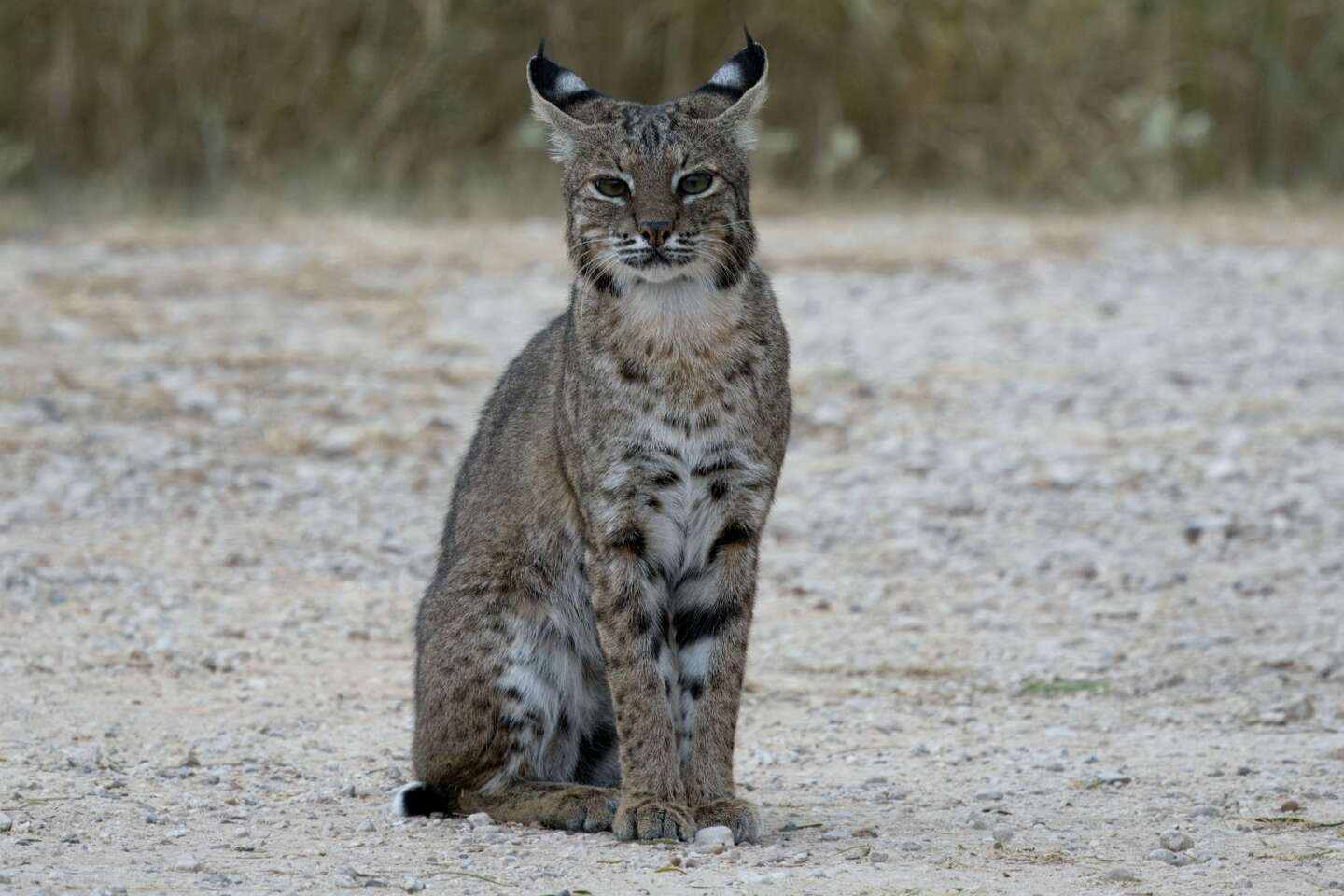Bobcats let Texas hiker get unbelievably close for photos