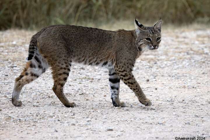Bobcats let Texas hiker get unbelievably close for photos