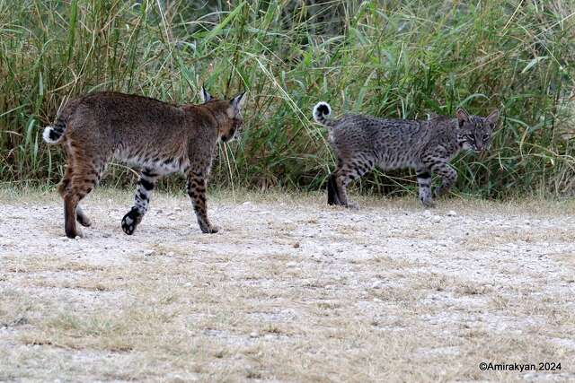 Bobcats let Texas hiker get unbelievably close for photos