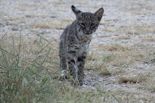 Bobcats let Texas hiker get unbelievably close for photos