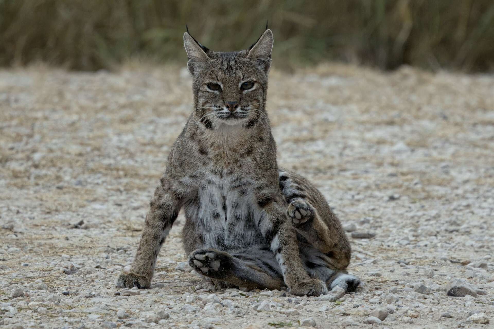 Bobcats let Texas hiker get unbelievably close for photos