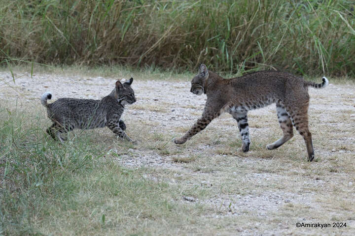 Bobcats let Texas hiker get unbelievably close for photos