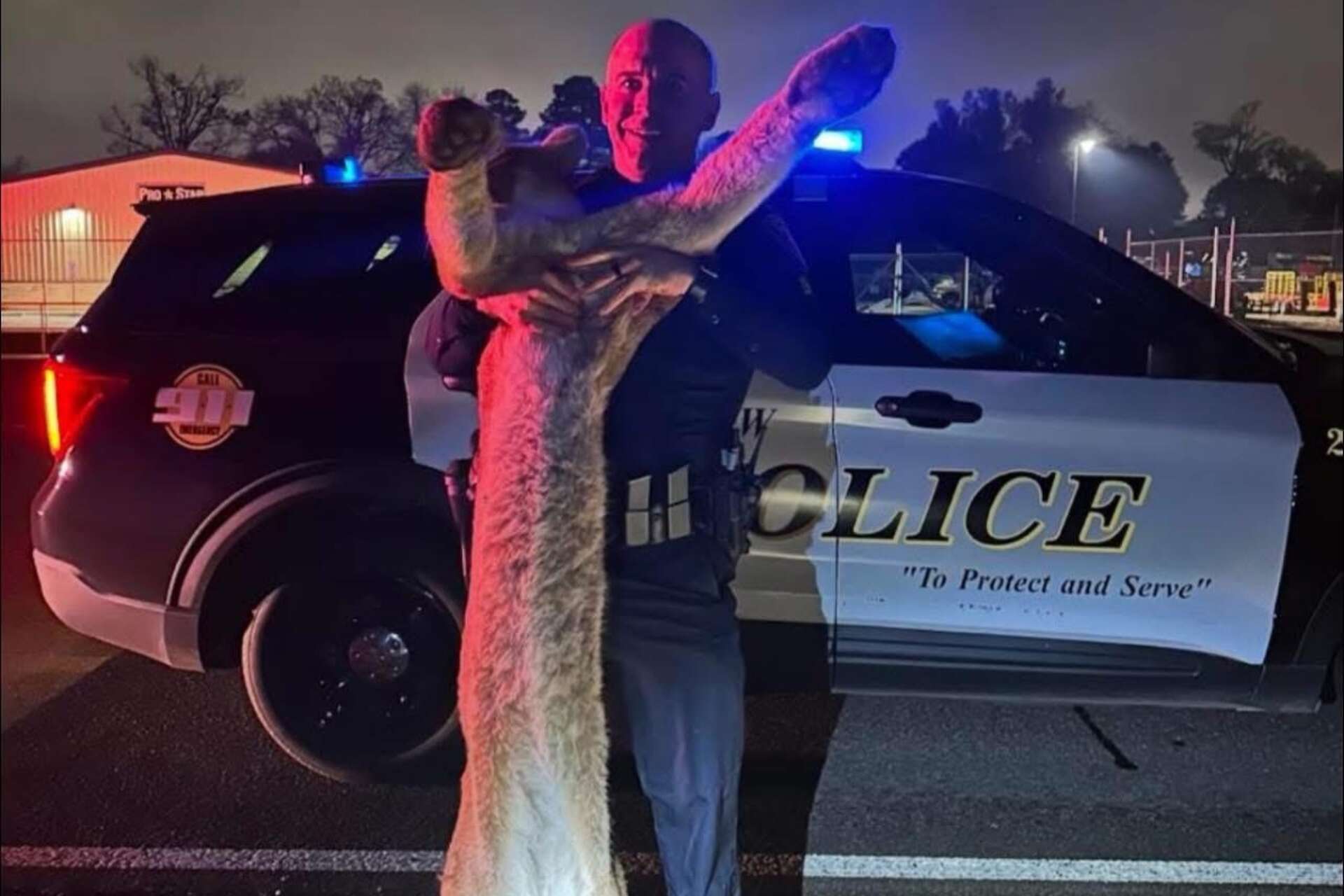 Mountain lion struck, killed in Texas amid spike in sightings