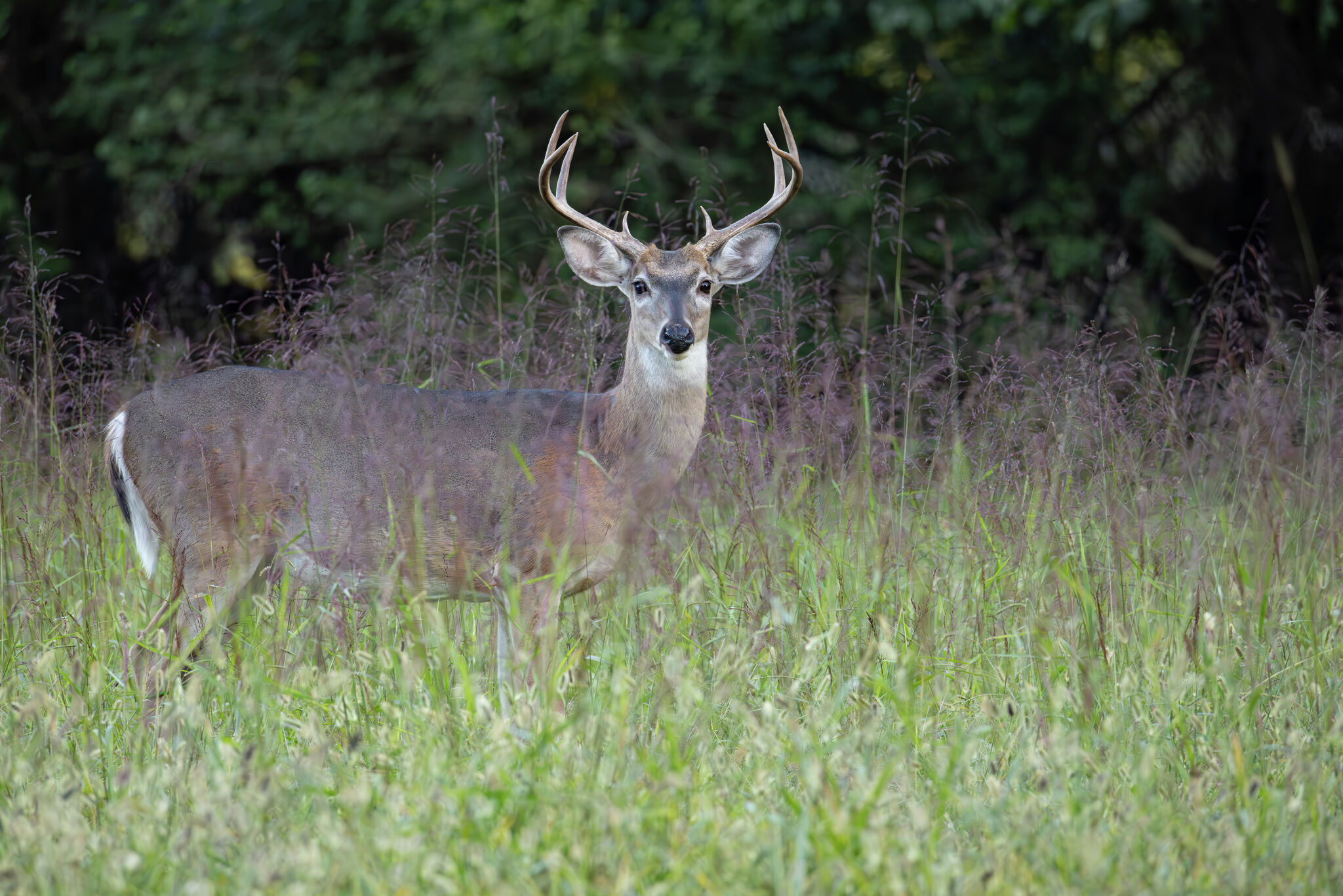 Michigan hunting season ends soon with archery, antlerless firearm