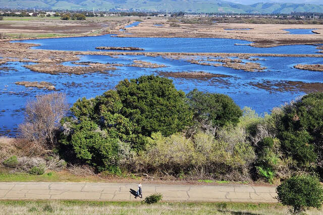 Scientists stunned as endangered California species nears extinction