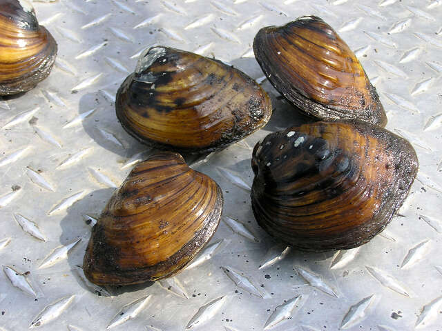 Habitat protections proposed for endangered Michigan mussels