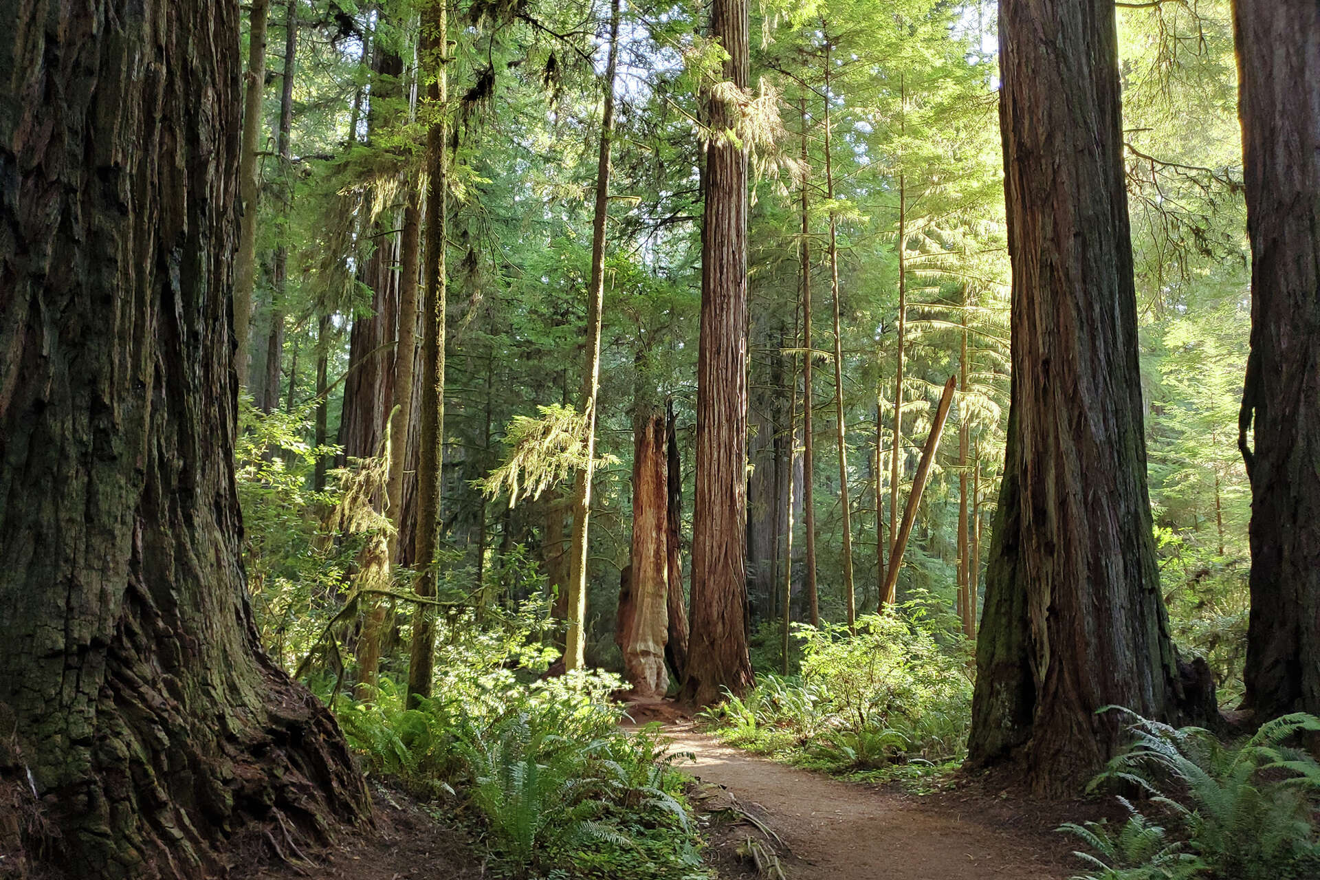 Miles of new redwood-laden hiking trails open in Santa Cruz Mountains