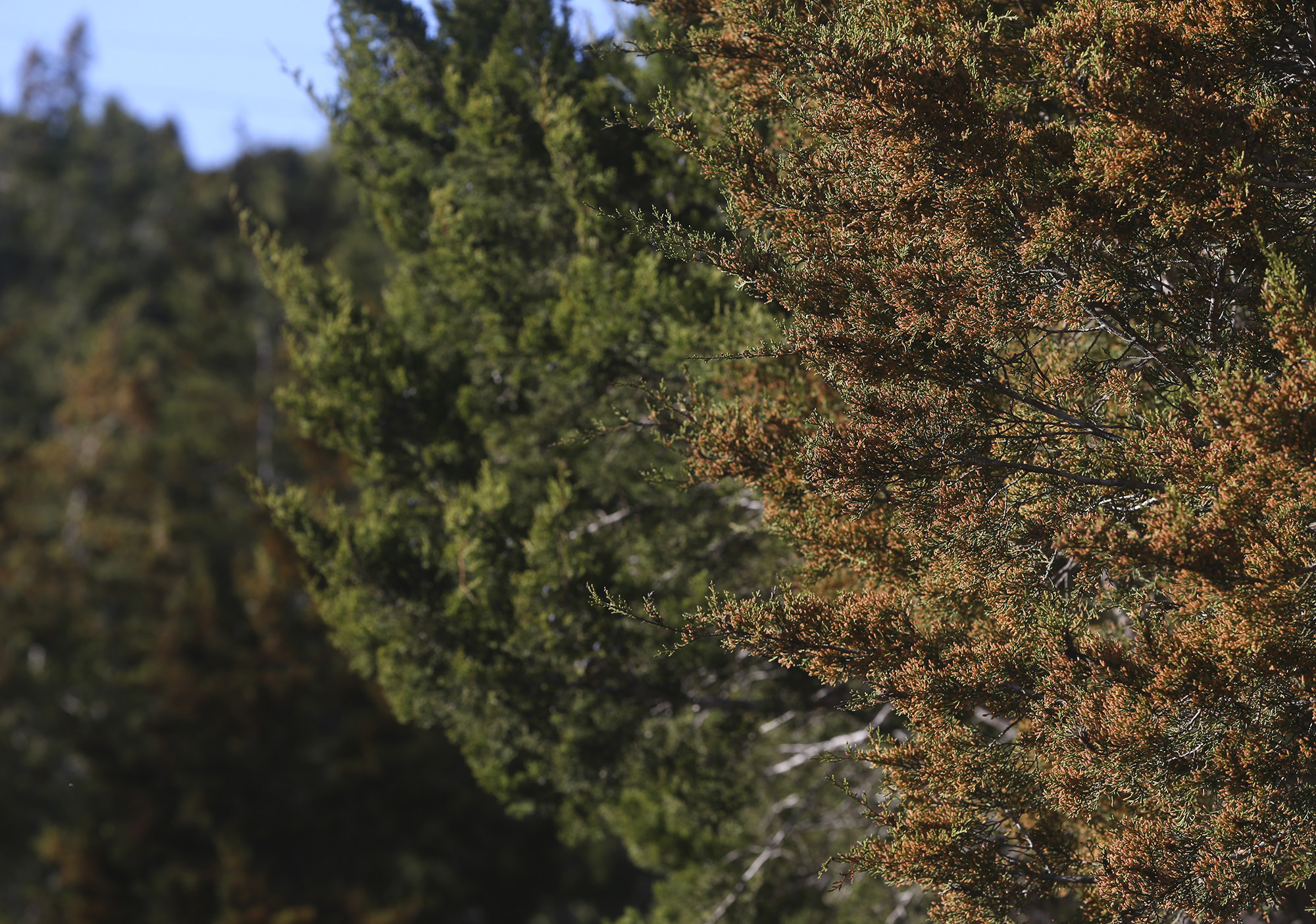 Texas cedar fever is back. Why does the pollen seem everywhere?