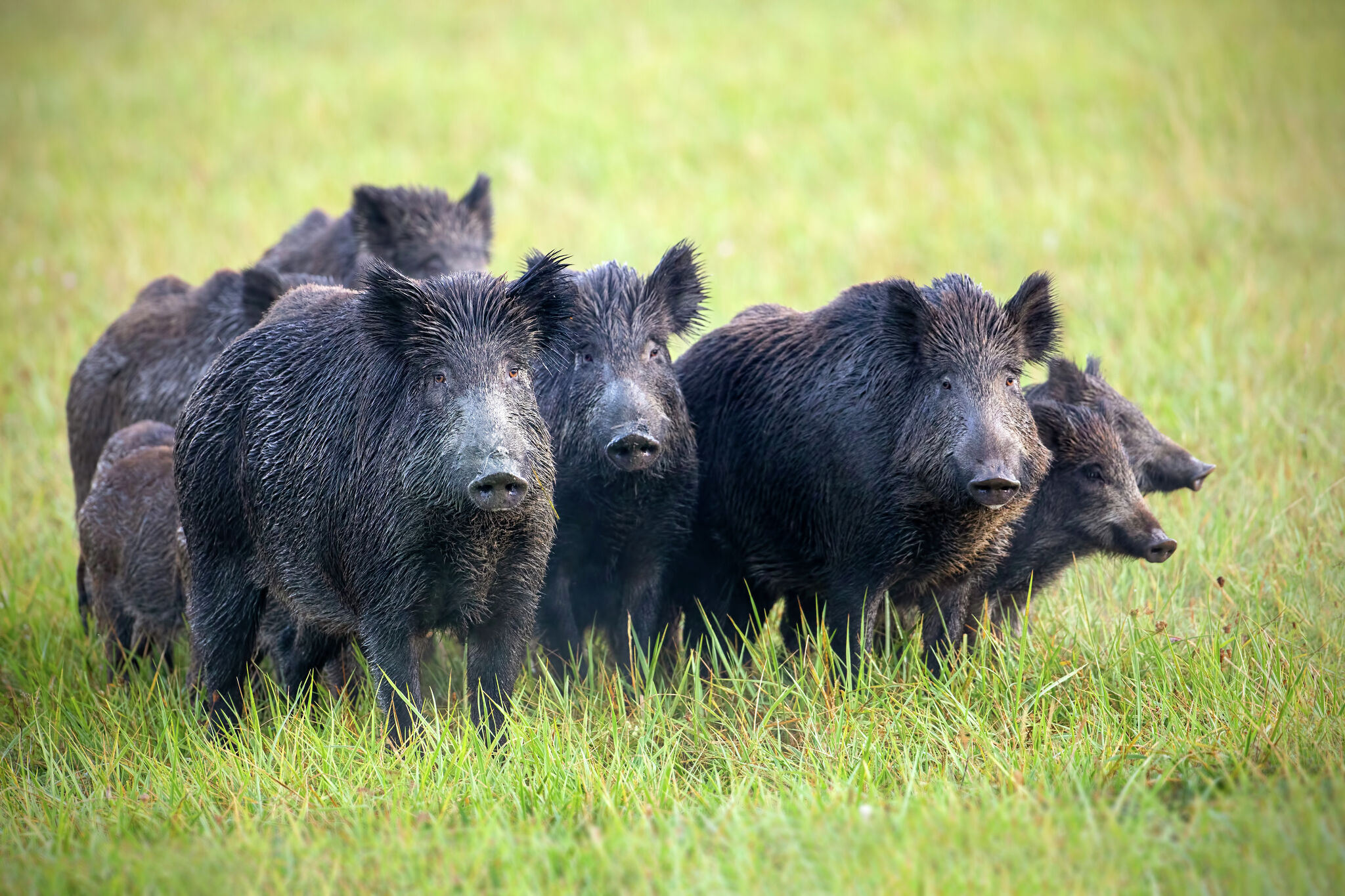 Invasive feral hogs plaguing residents of this Texas city