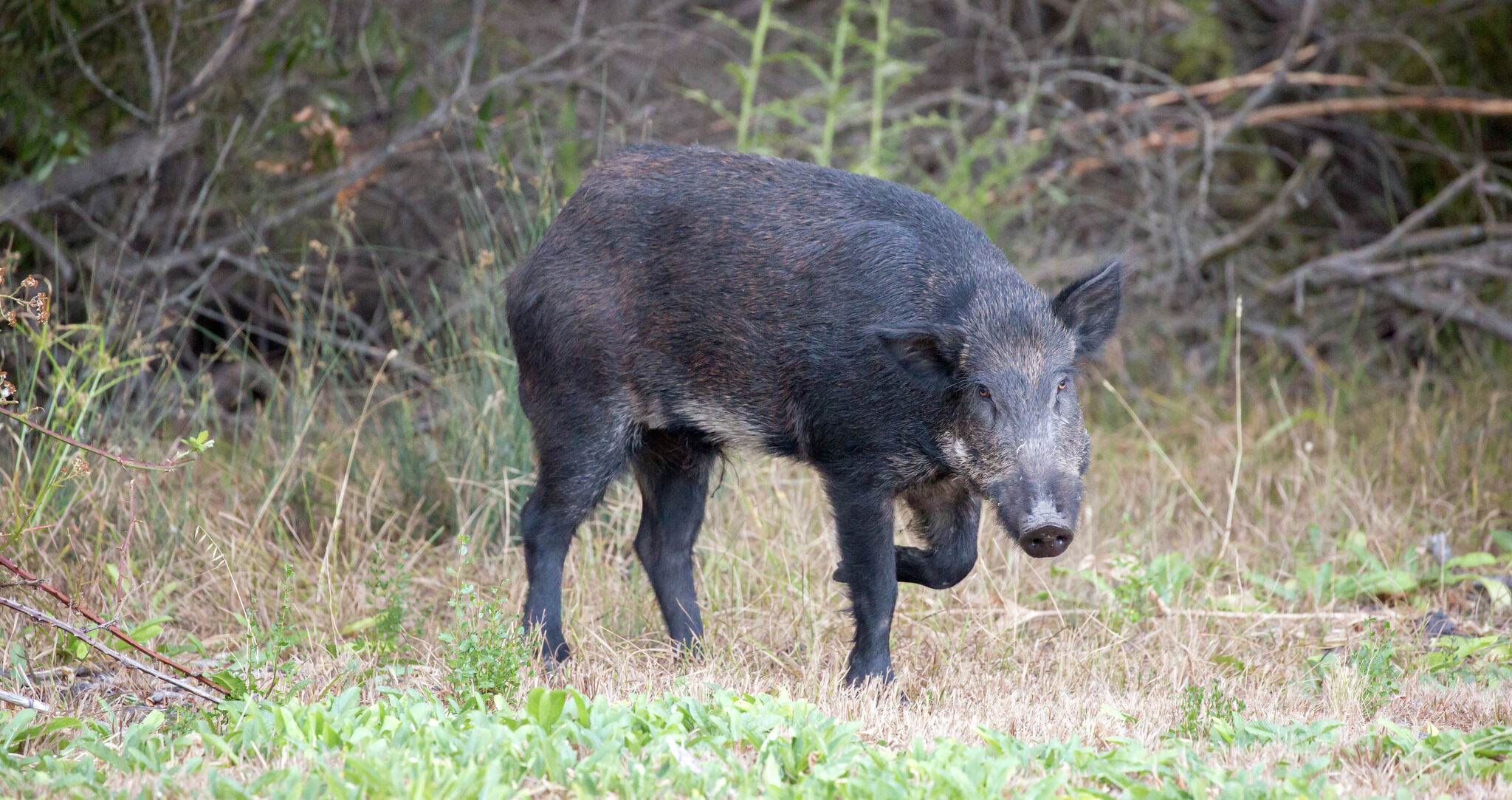 Texas town warns of 'increased' feral hog sightings