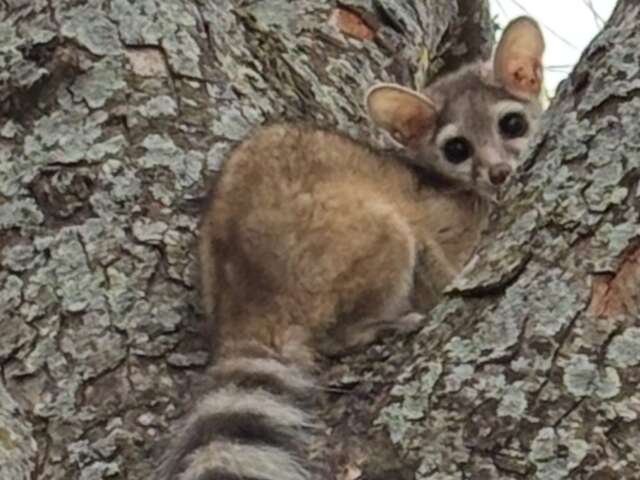Rarely seen critter in Texas spotted in San Antonio-area