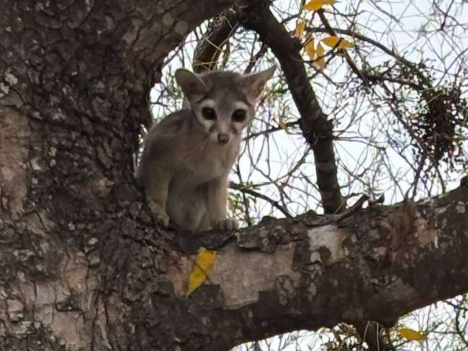 Rarely seen critter in Texas spotted in San Antonio-area