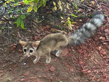 Rarely seen critter in Texas spotted in San Antonio-area