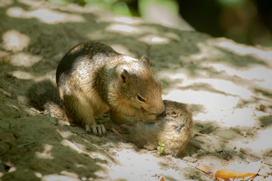 California ground squirrels stun researchers with ‘shocking’ behavior
