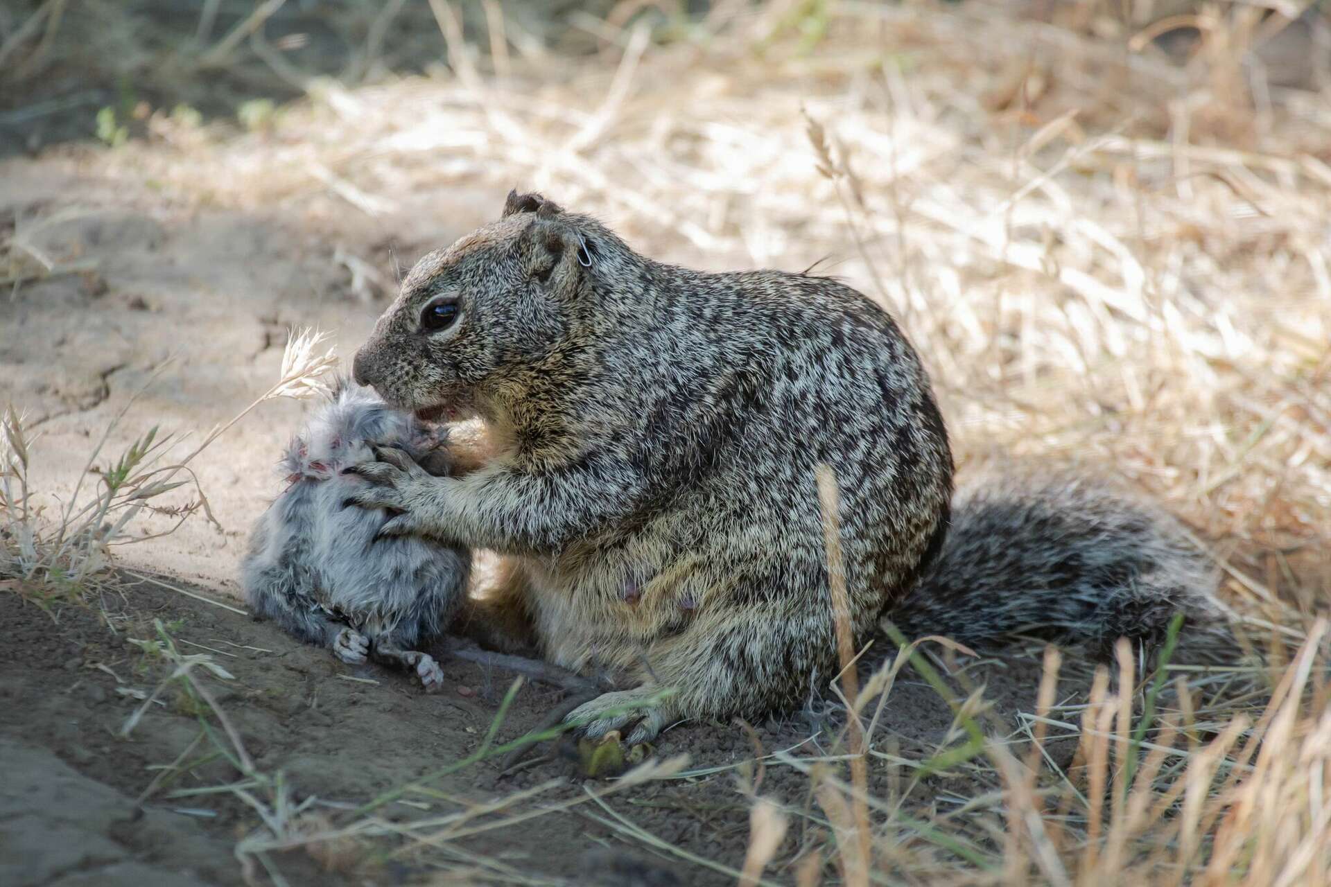 California ground squirrels stun researchers with ‘shocking’ behavior