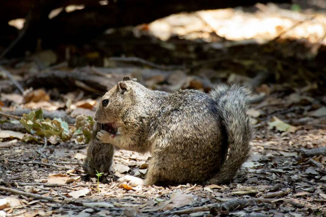 California ground squirrels stun researchers with ‘shocking’ behavior