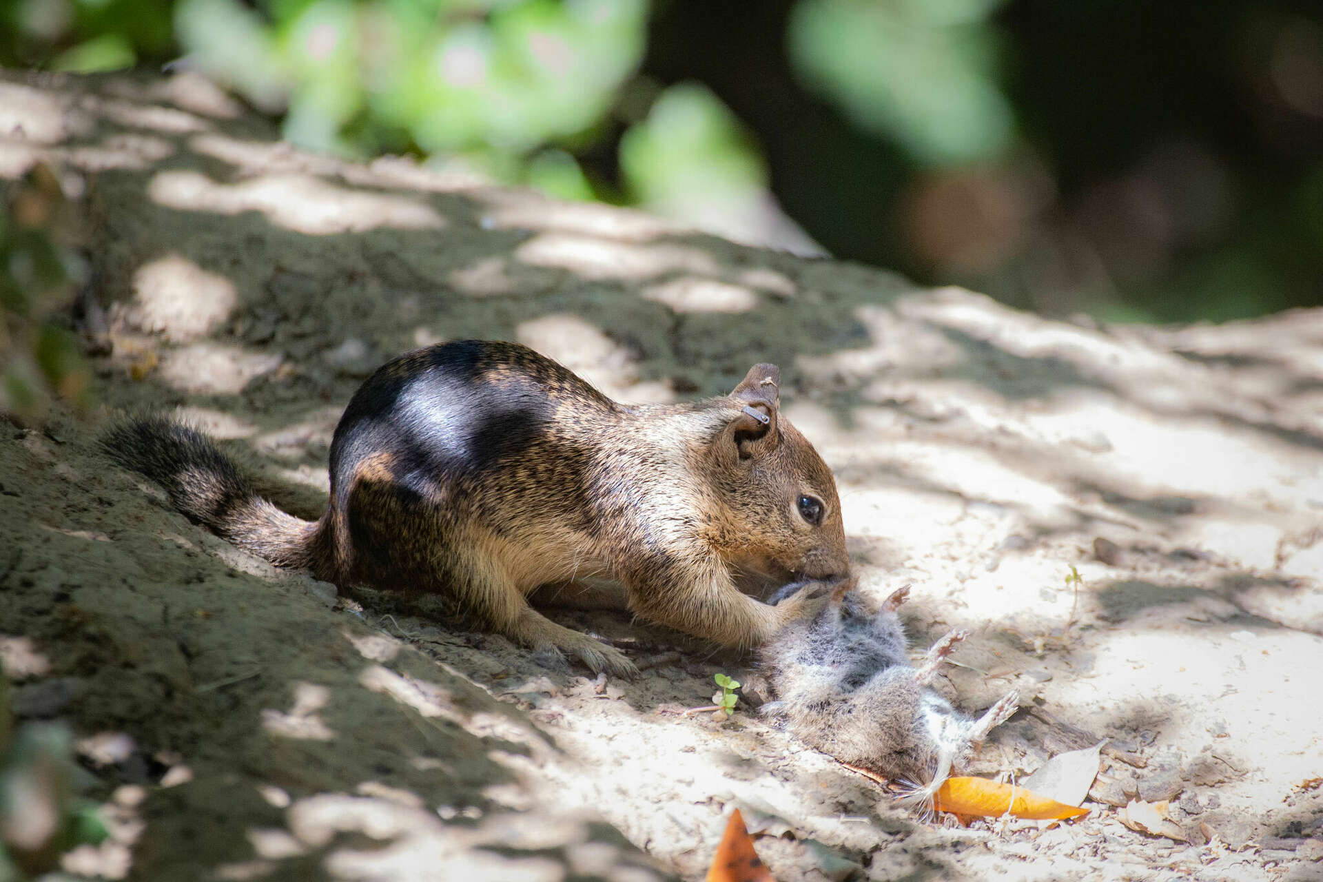 California ground squirrels stun researchers with ‘shocking’ behavior