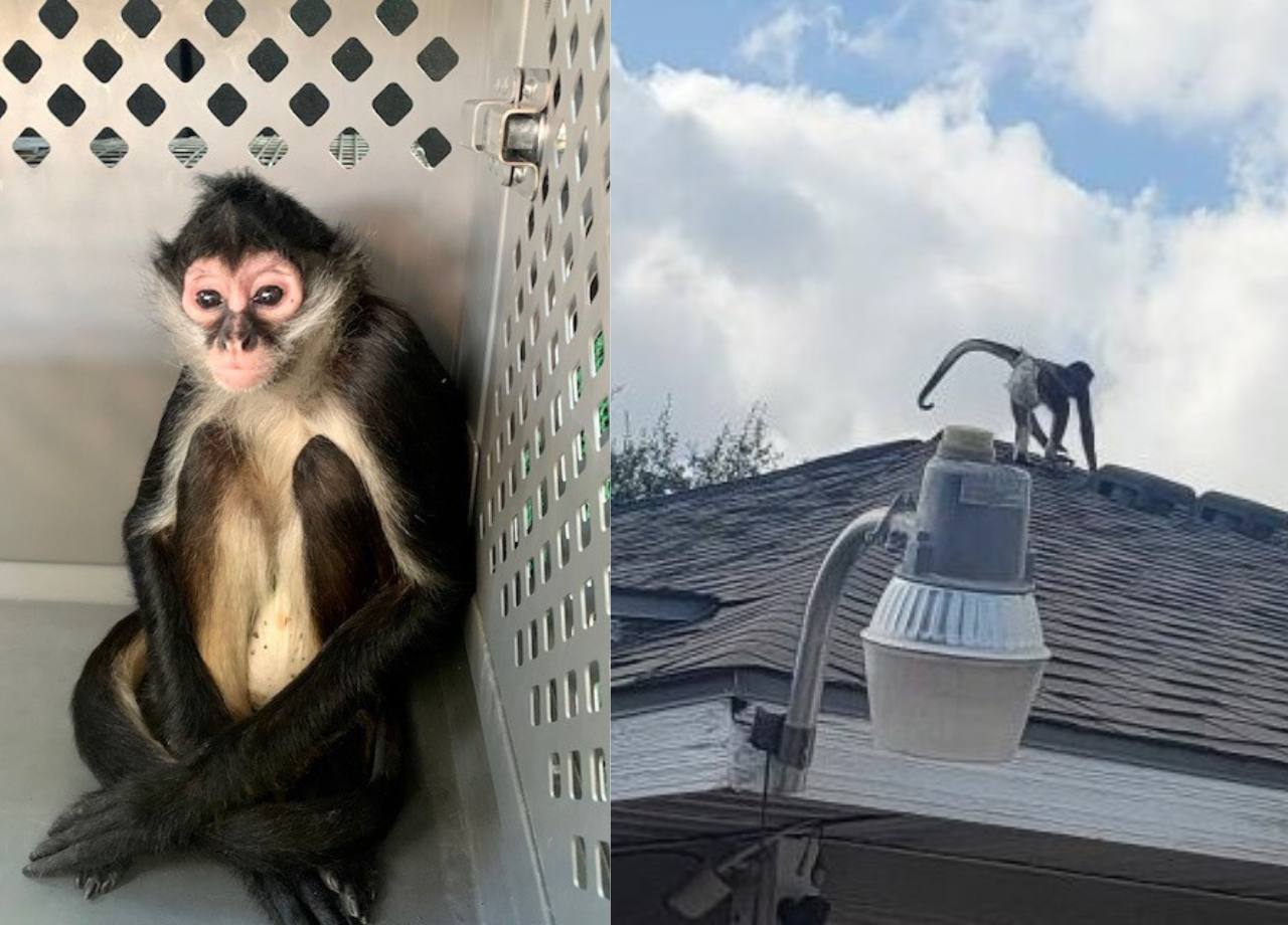 Illegal pet monkeys around San Antonio-area neighborhood